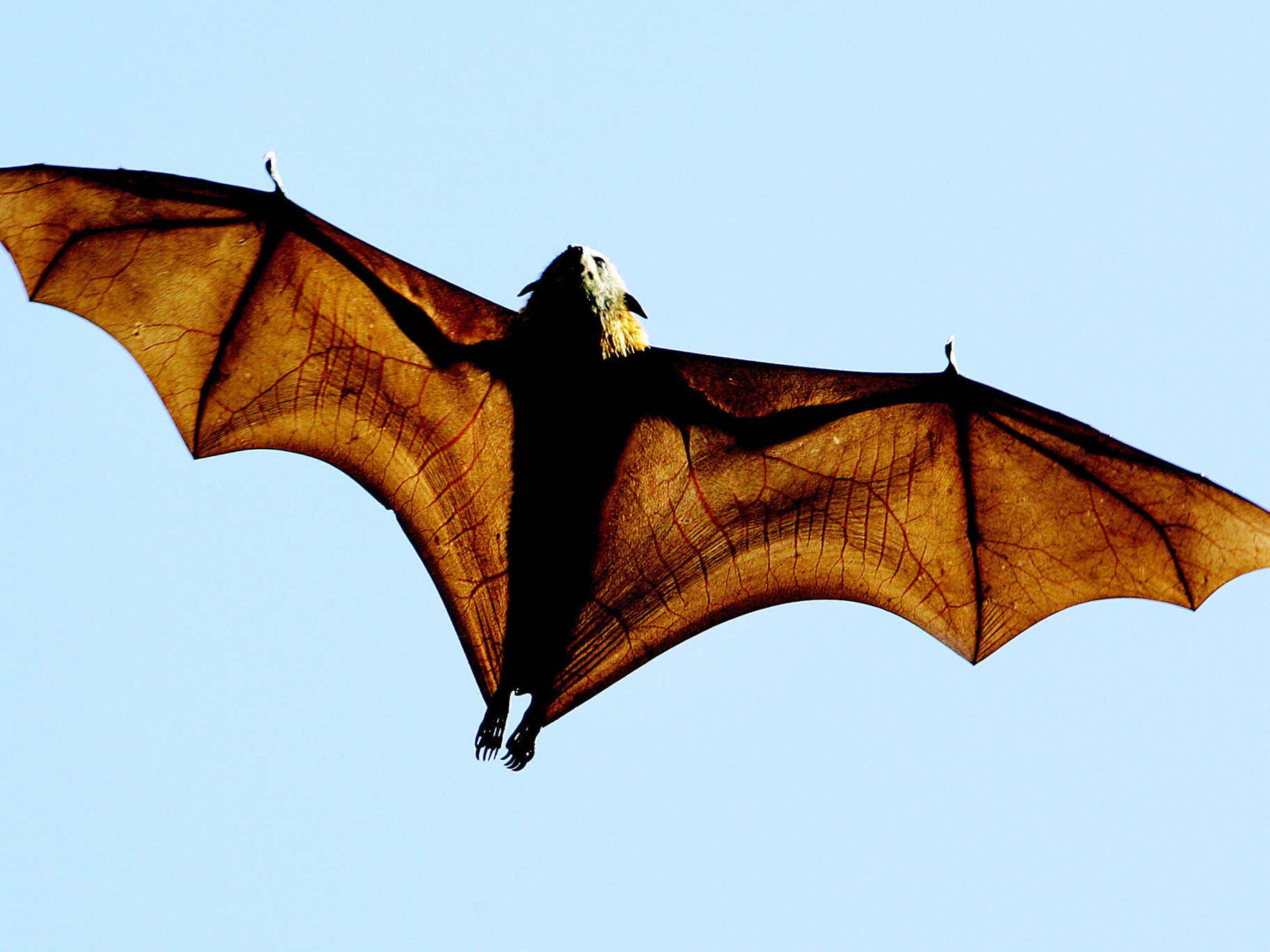 Chaos Has Broken Out In New Zealand After A Bat Was Named 'Bird Of The ...