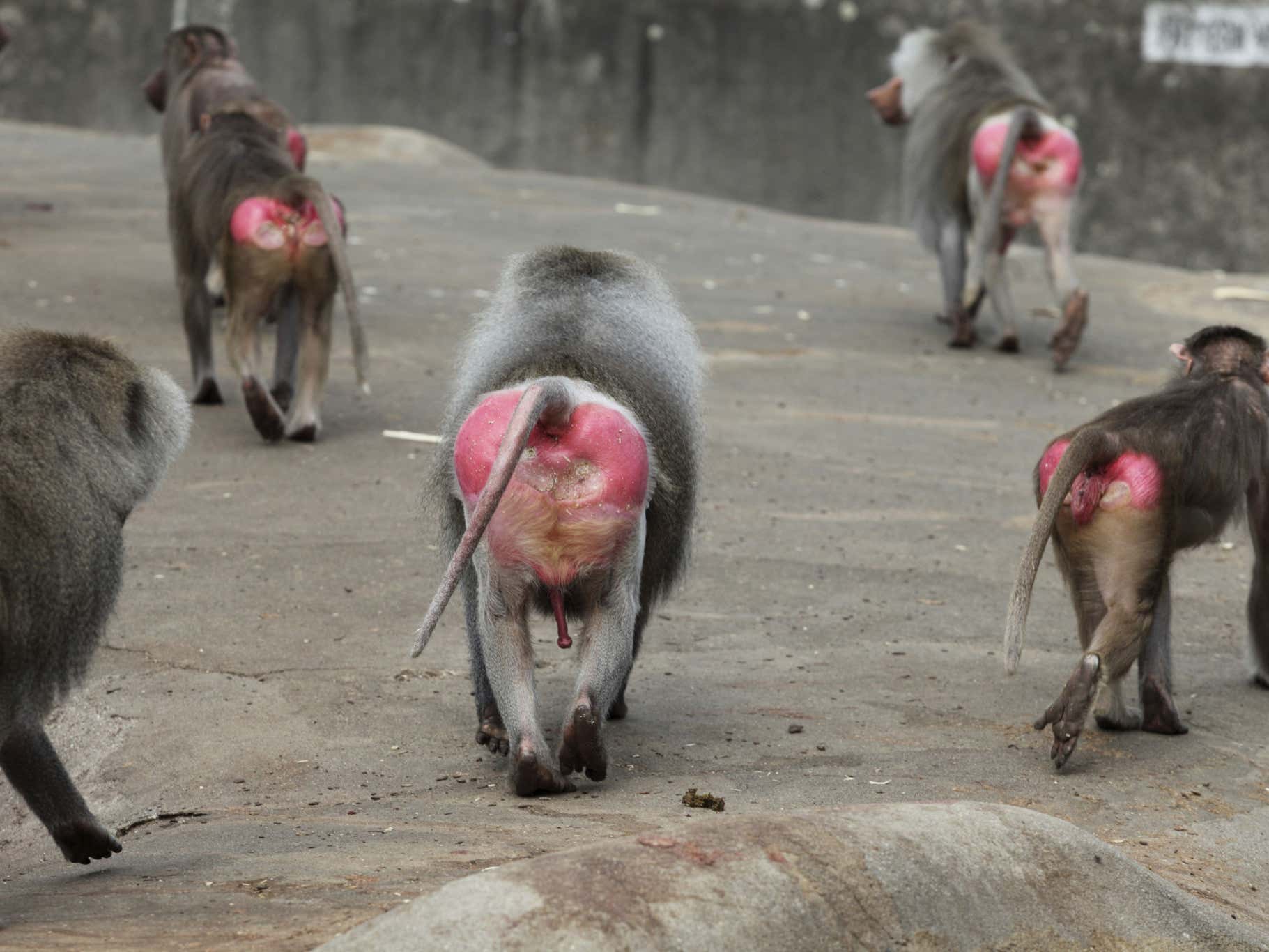 "Red Ass Week": Cowboys Got Monkey Butt | Barstool Sports