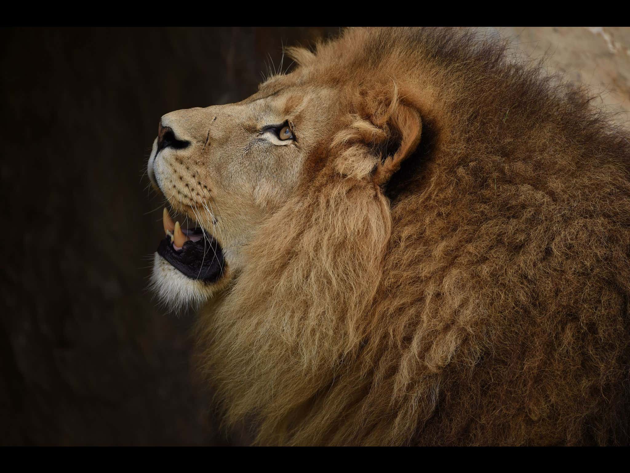 Humans Are On Thin Ice After Giving This Lion The Worst Haircut On The ...