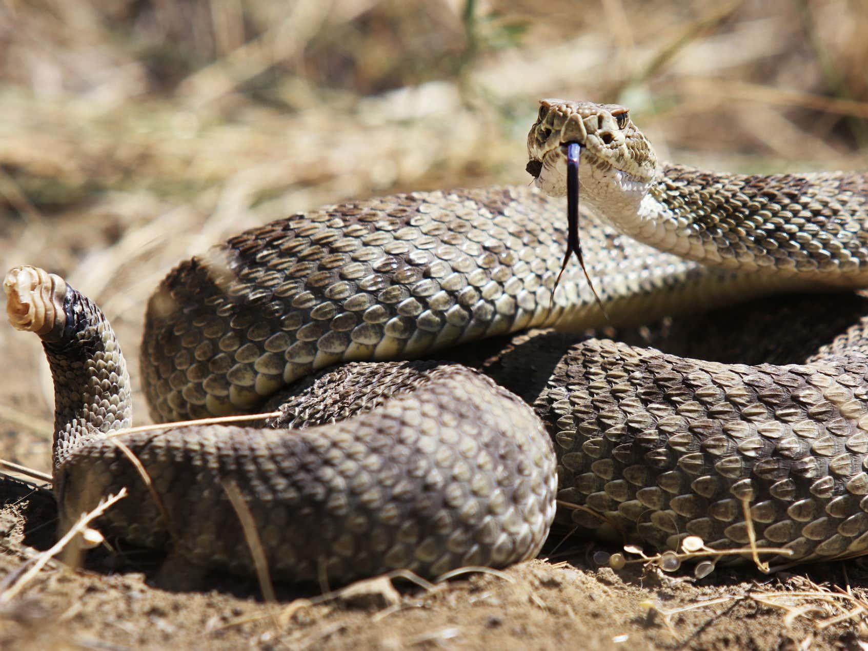 R.I.P. To Marty Martin, The "Ambassador Of Rattlesnakes", Who Passed ...