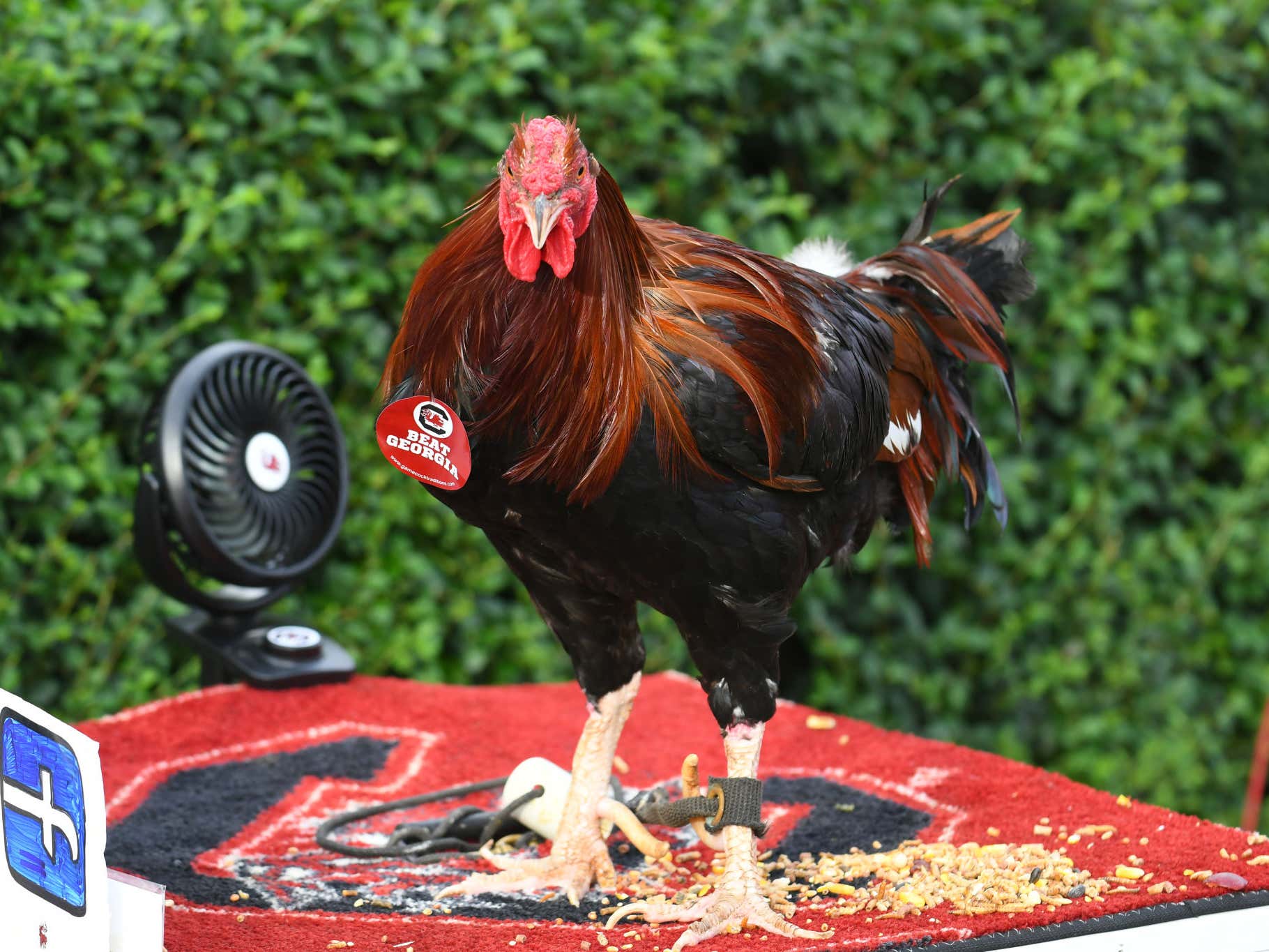 No Brainer: South Carolina's Live Mascot Has To Get A New Name And ...