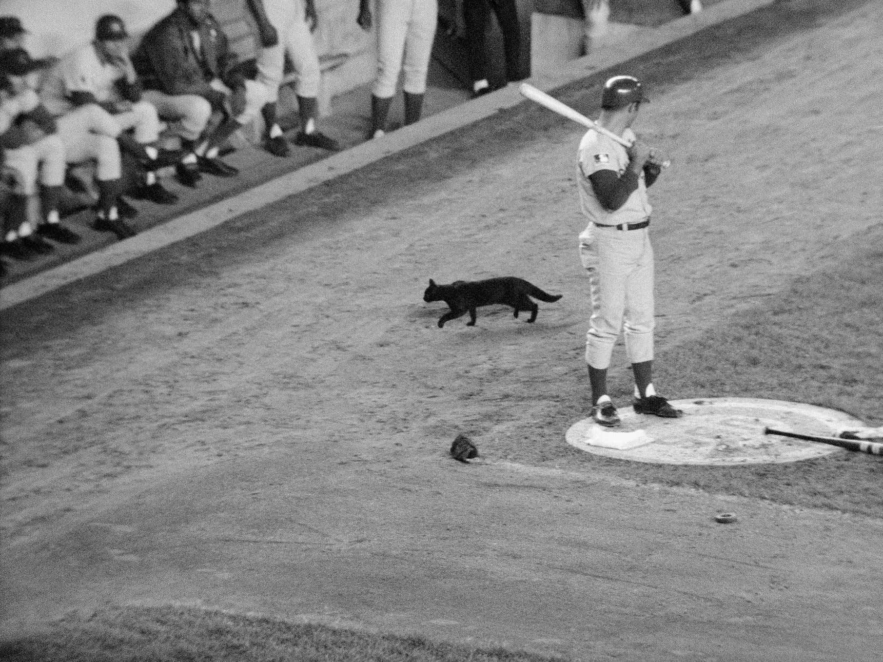 On This Date in Sports September 9, 1969: The Black Cat Game | Barstool ...