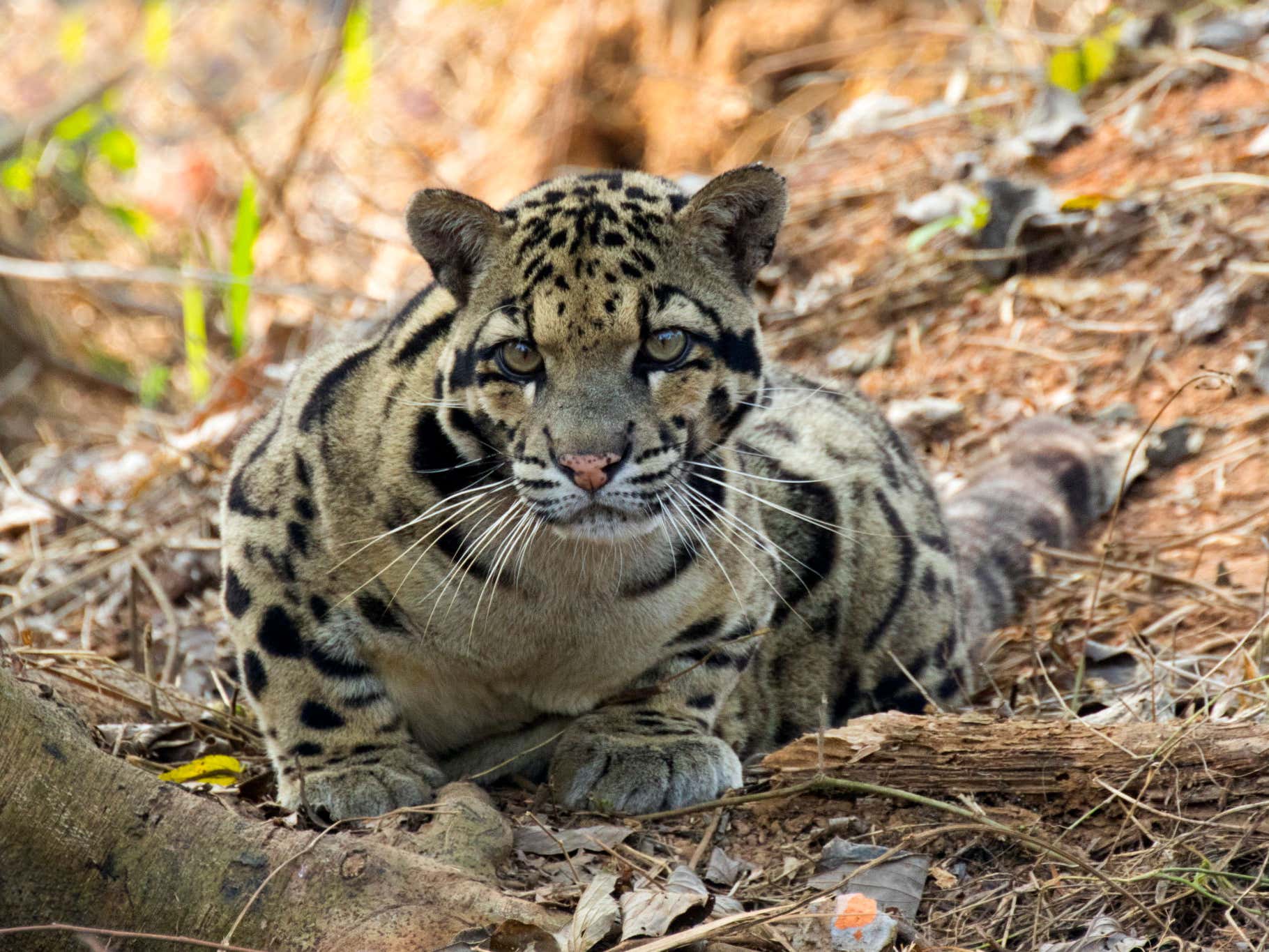 Uh Oh....The Dallas Zoo Has Been Closed All Day Because One Of Their ...