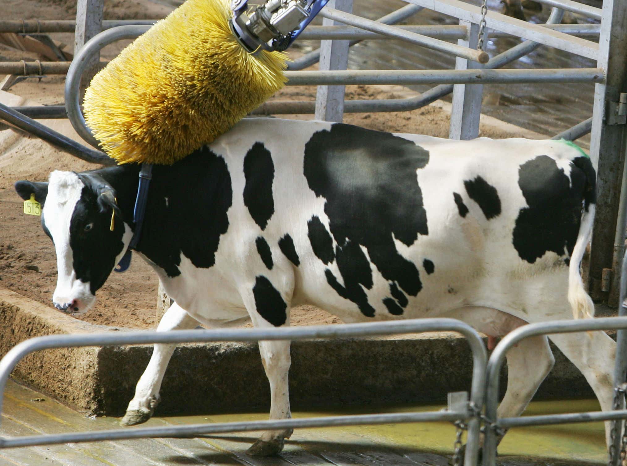 China Is Currently Cloning "Super Cows" That Produce 50% More Milk Than ...
