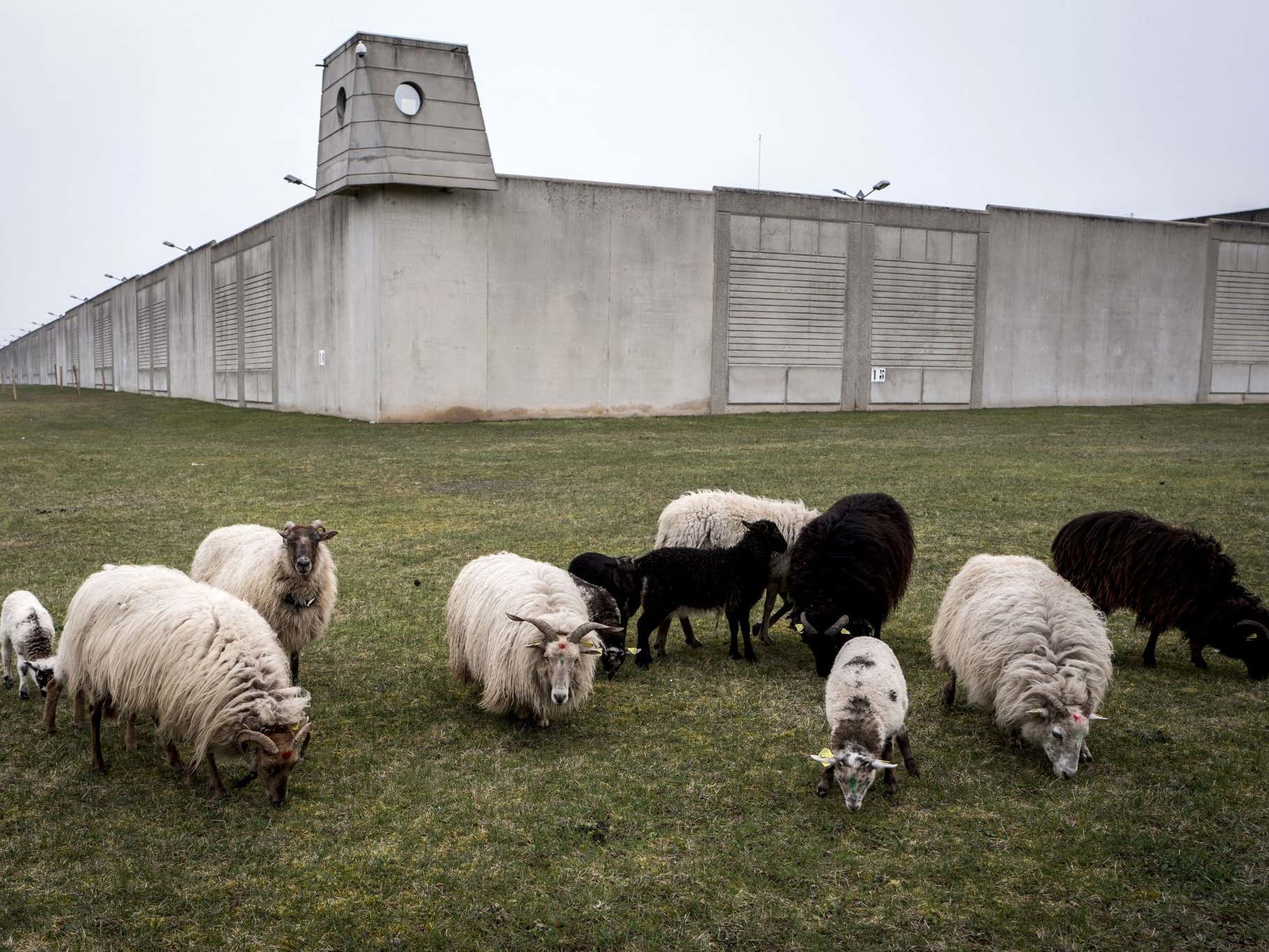 Some Dude Tried To Break Out Of A Maximum Security Prison Disguised As ...