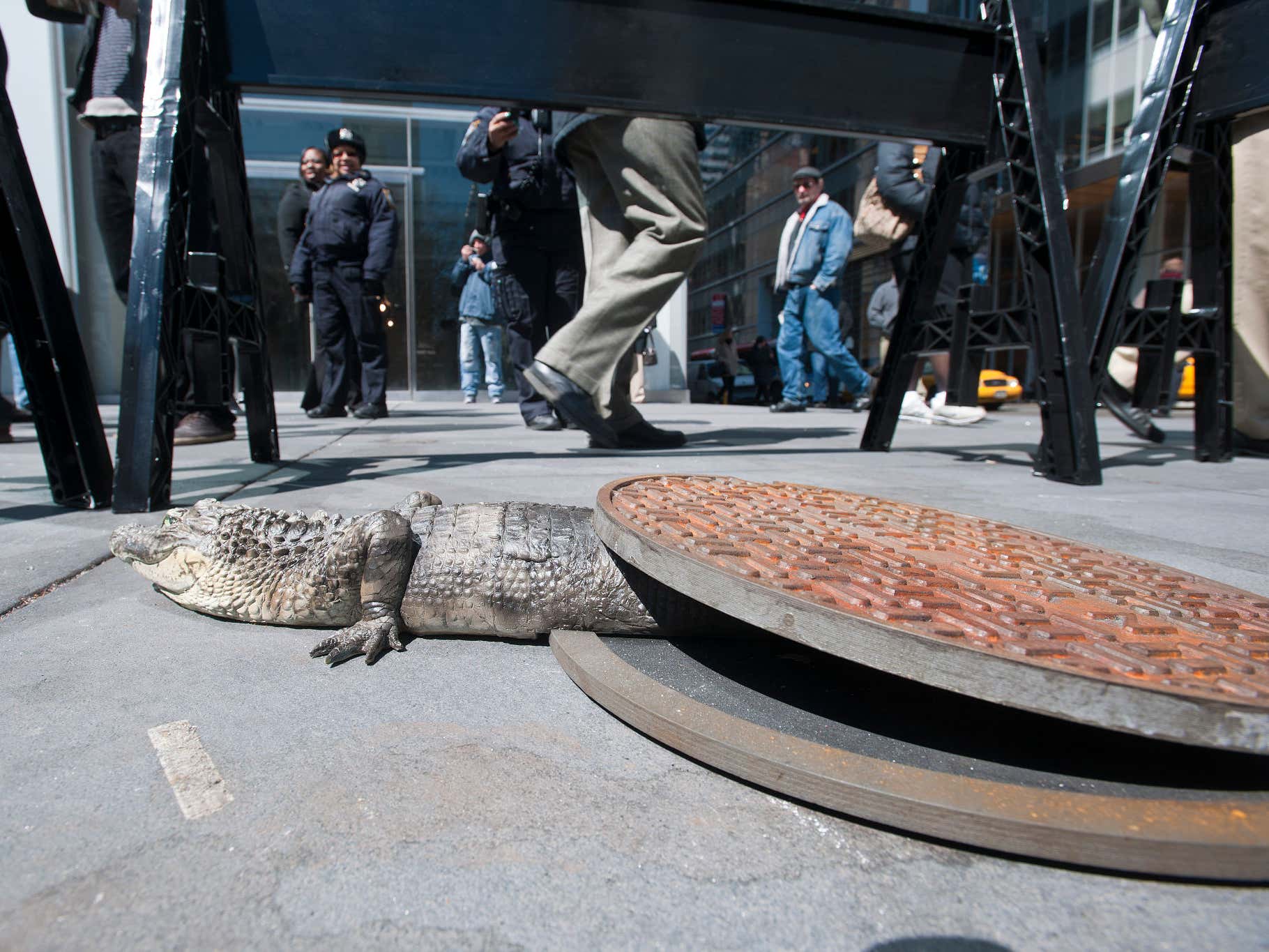Alligator Confirms NYC Sewer Gator Myth! | Barstool Sports