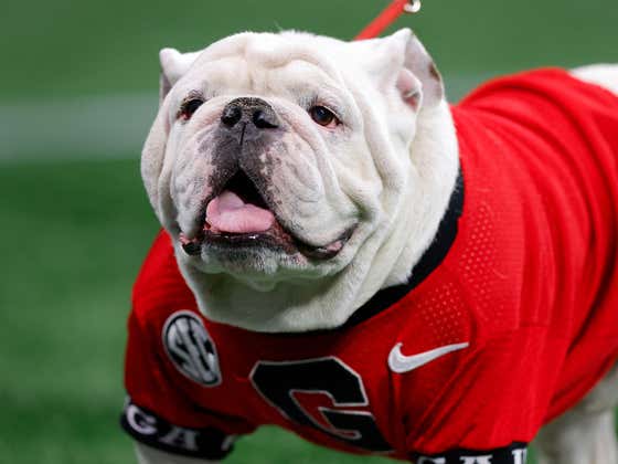Introducing Boom aka Uga XI ... Georgia's New Puppy Mascot Who Has To ...