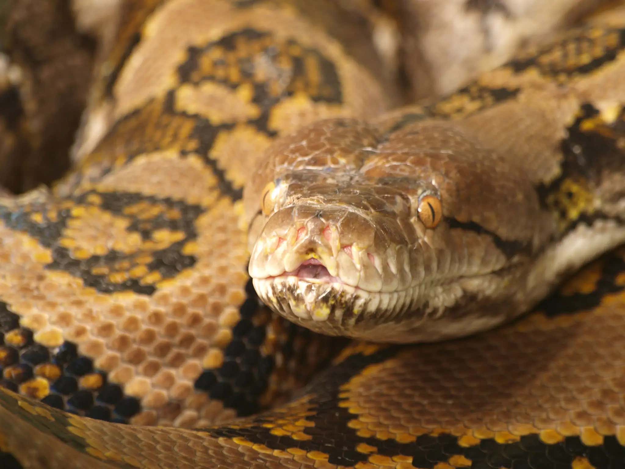 Suburban Neighborhood On Edge After 15-Foot Python Named "Big Mama ...