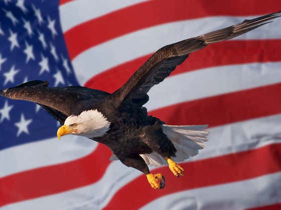 The Bald Eagle Was Officially Named The National Bird Of America Last ...