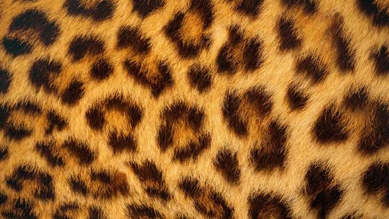 Barstool Bio | The Yak