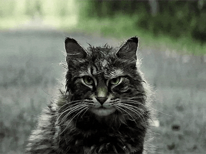 A Dead and Buried Cat Magically Appeared Back At His Owner's House And ...