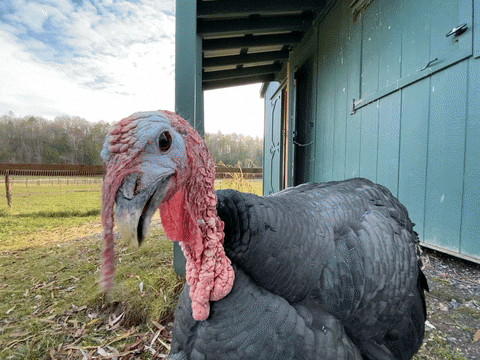 Some Poor Bastard Got Completely Messed Up By A Pack Of Angry Turkeys ...