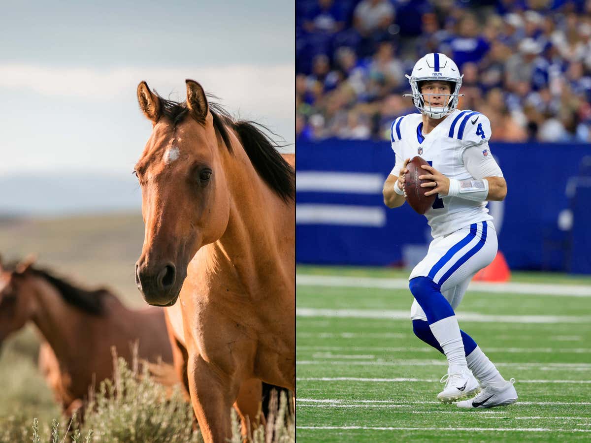 Pathetic Taylor Heinicke Throw Beats Colts + 10 Fun Horse Facts ...
