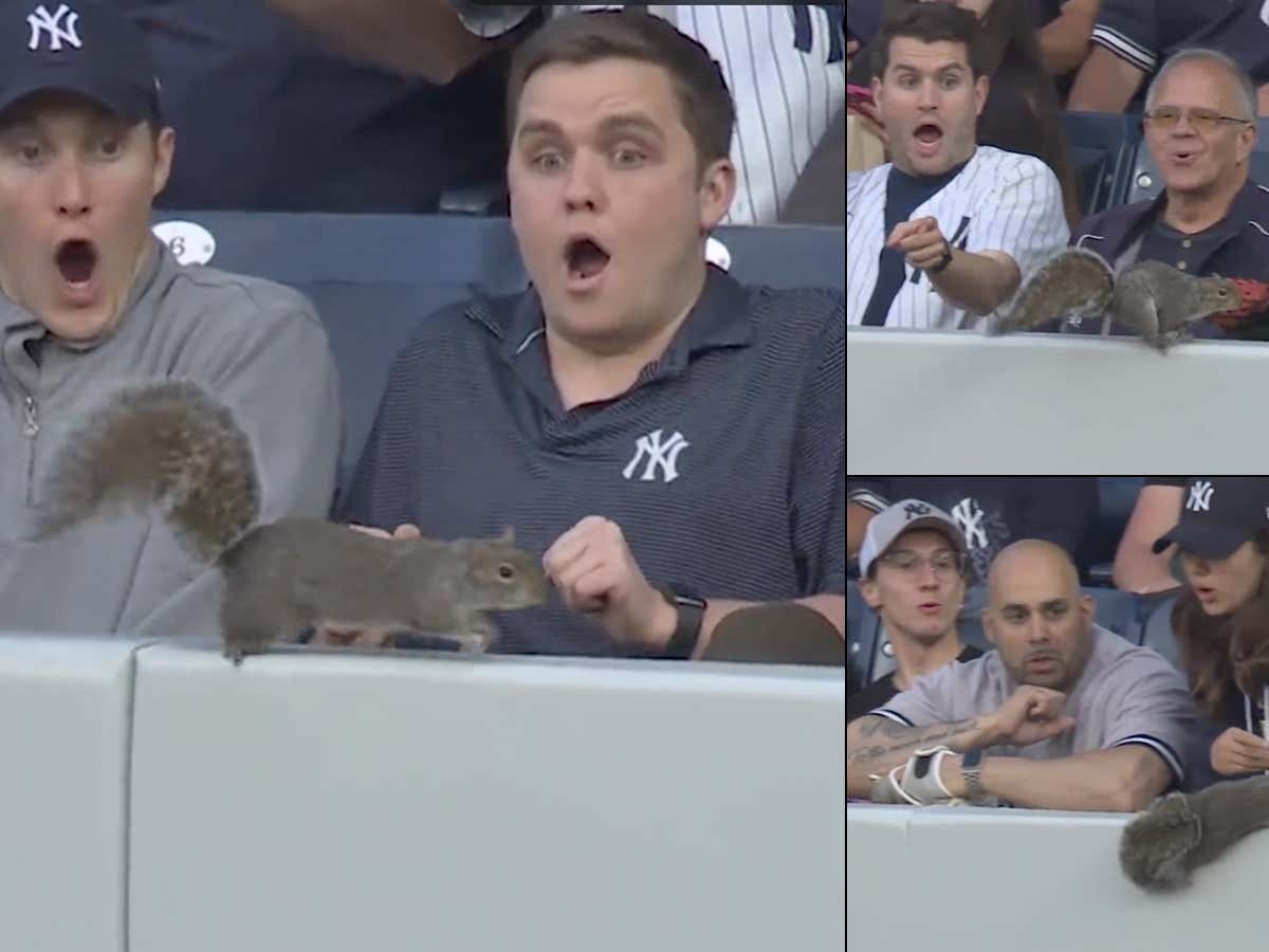 The Highlight Of The Night Was This Villainous Squirrel Terrorizing ...