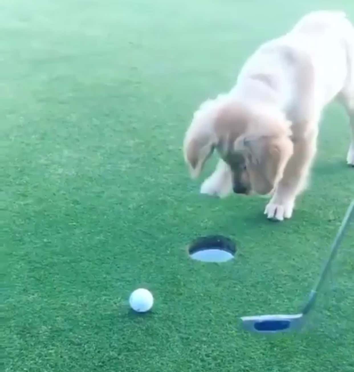 That's One Very Good Golf Dog | Barstool Sports