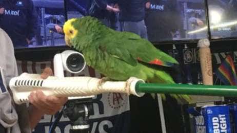 The Rally Bird Was A Little Late Last Night | Barstool Bets