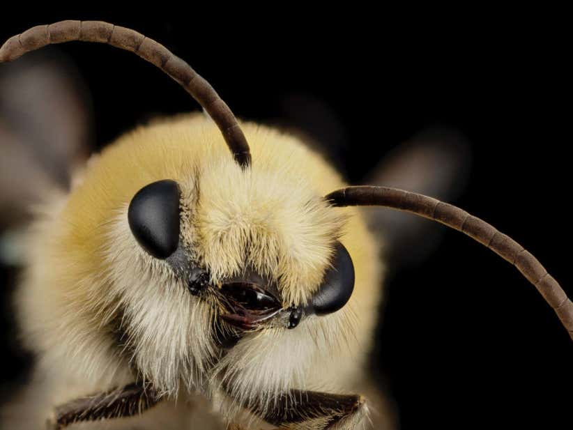 Smokebro Of The Day: Bees | Barstool Sports