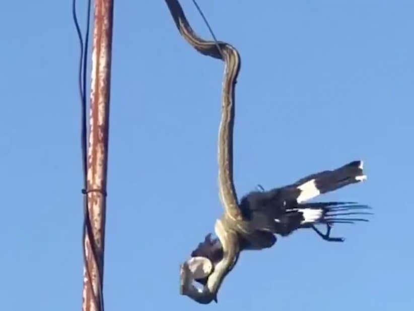 Are You Even In Australia If There Aren't Any Pythons Hanging From ...