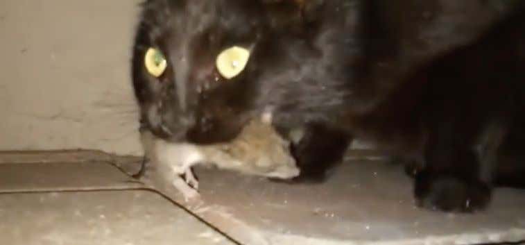 Wake Up With A Cat Catching A Mouse (Graphic) | Barstool Sports