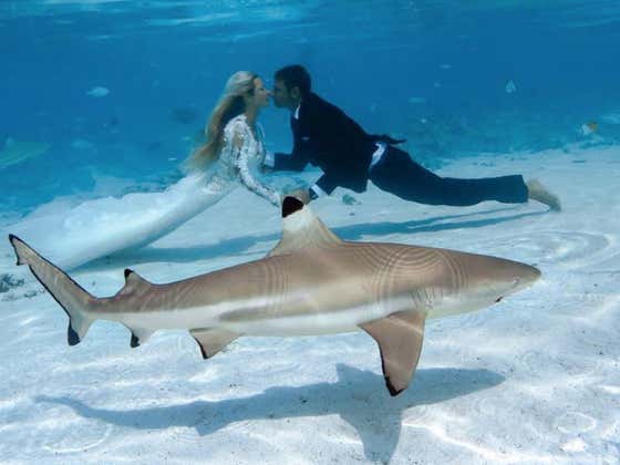 Juan Sharks | Blogs & Videos | Barstool Sports