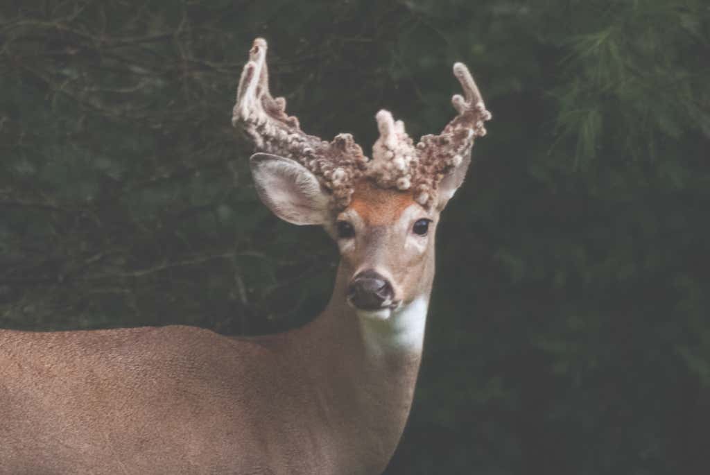 If You Can't Root For This Deer That's Living With A Crooked Neck You ...