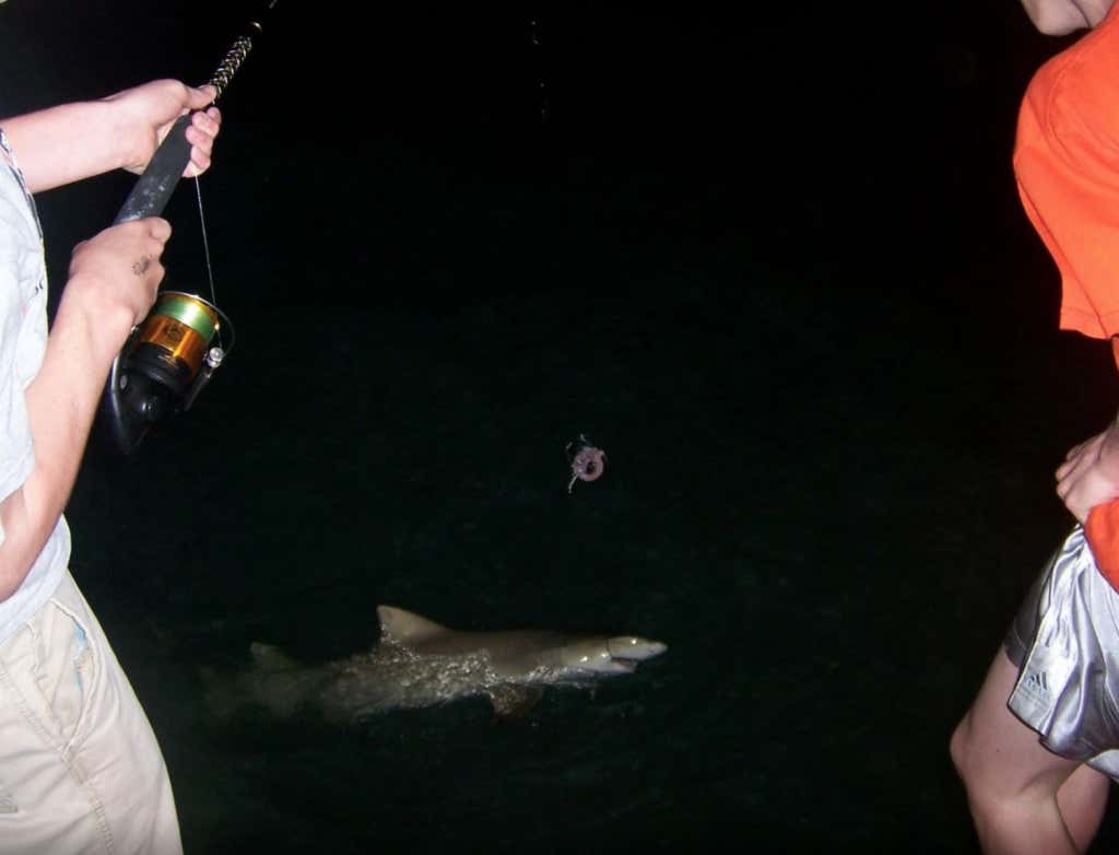 This Great White Shark Just Tried To Re-Enact The Captain Quint Scene ...