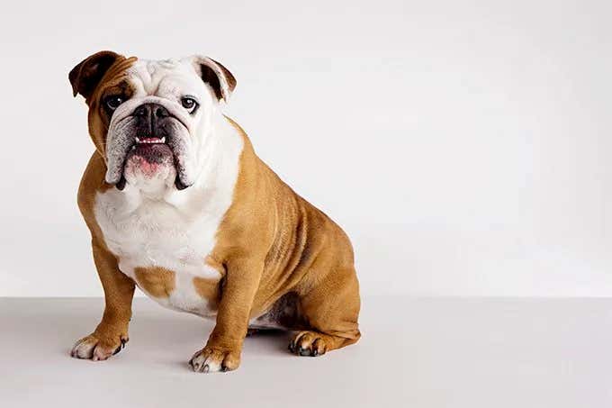 This good boy's reaction to King Kong proves bulldogs are the best dogs ...
