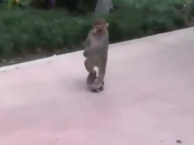This Monkey Has A Serious Set Of Wheels On Him | Barstool Sports