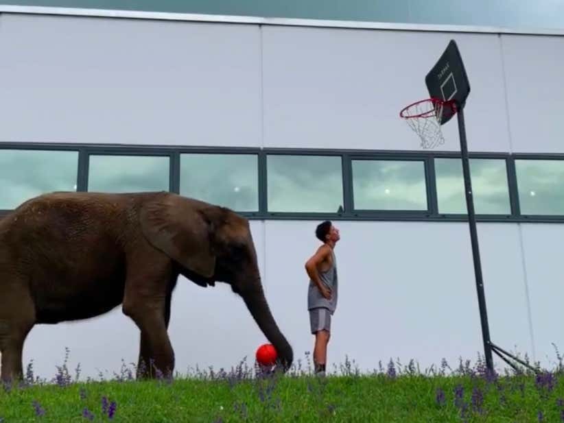 I've Moved This Basketball Playing Elephant To The Top Of My Draft ...