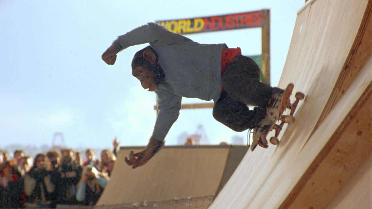 There's A Chimpanzee On The Loose In Texas And I've Seen How This Story ...