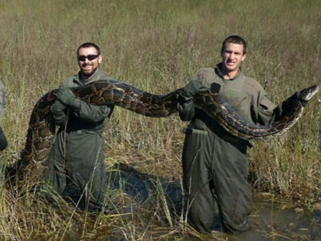 The State Of Florida Is Hosting A"Python Bowl"And It Looks Like An ...